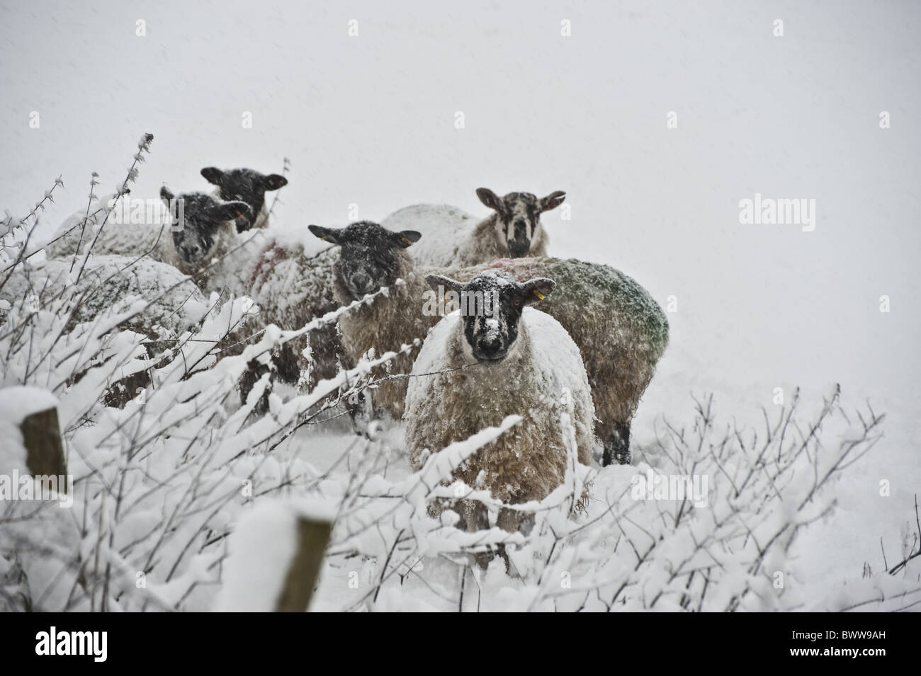 Lancashire Mule Snow Swaledale ewes sheep snowing winter sheep domestic ...