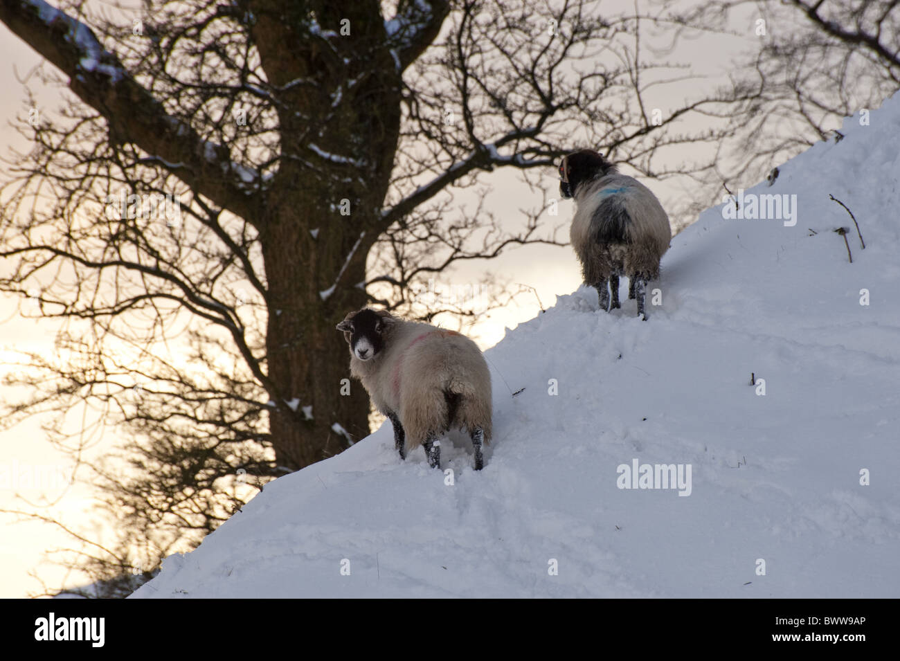 Lancashire Snow Swaledale ewes sheep winter sheep domestic farm farms farming hoofed mammal ...