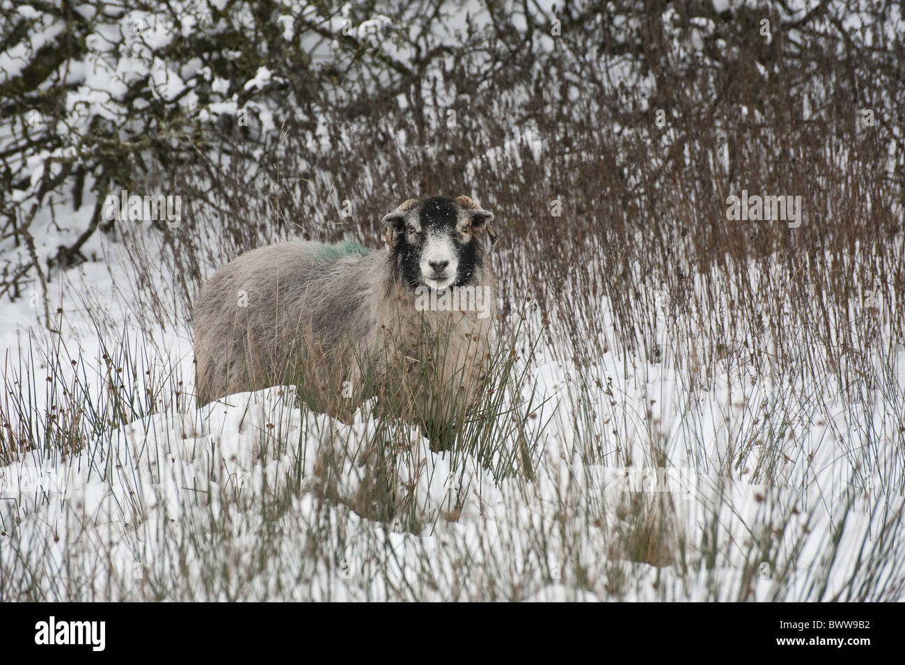 Lancashire Snow Swaledale ewes sheep winter sheep domestic farm farms ...