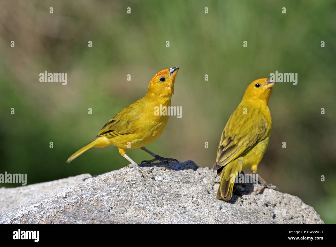 Saffron Finch (Sicalis flaveola) two adult males, perched on rock ...