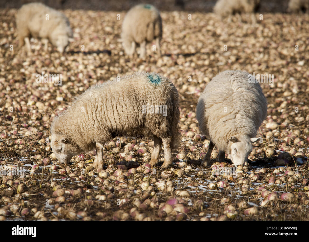 North Wales Ruthin feed roots sheep winter sheep domestic farm farms ...