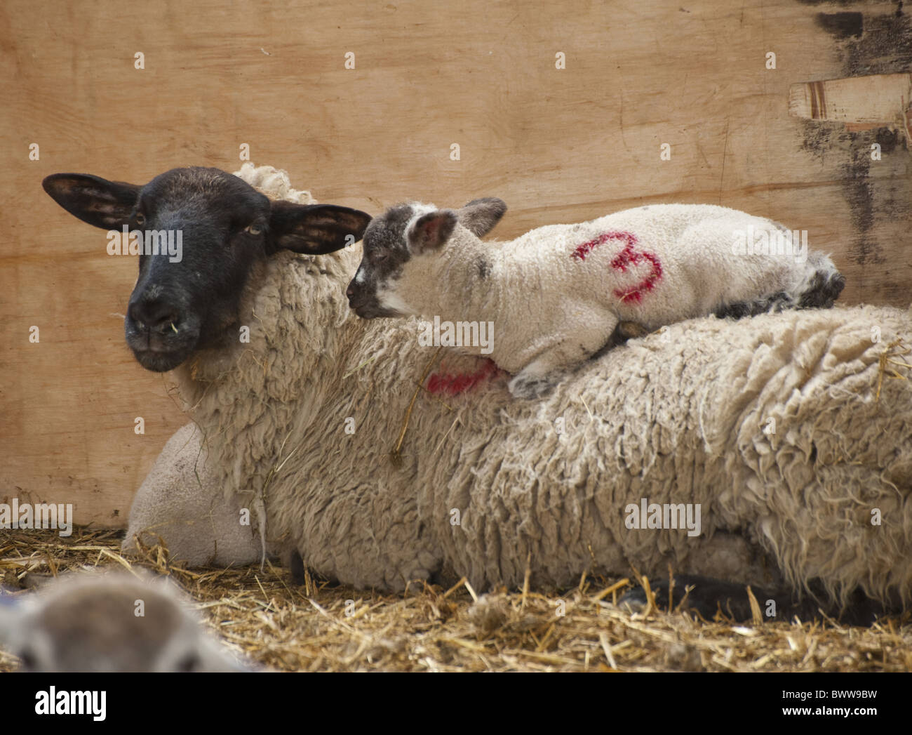 Suffolk cross ewe lamb lambing sheep sheep domestic farm farms farming ...