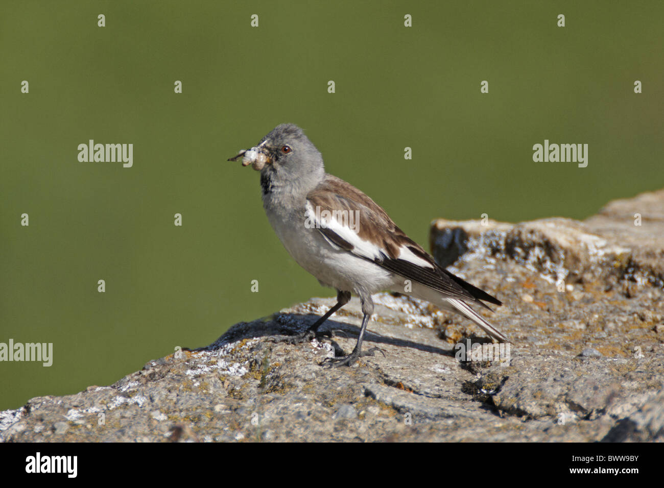 White winged snowfinches hi-res stock photography and images - Alamy