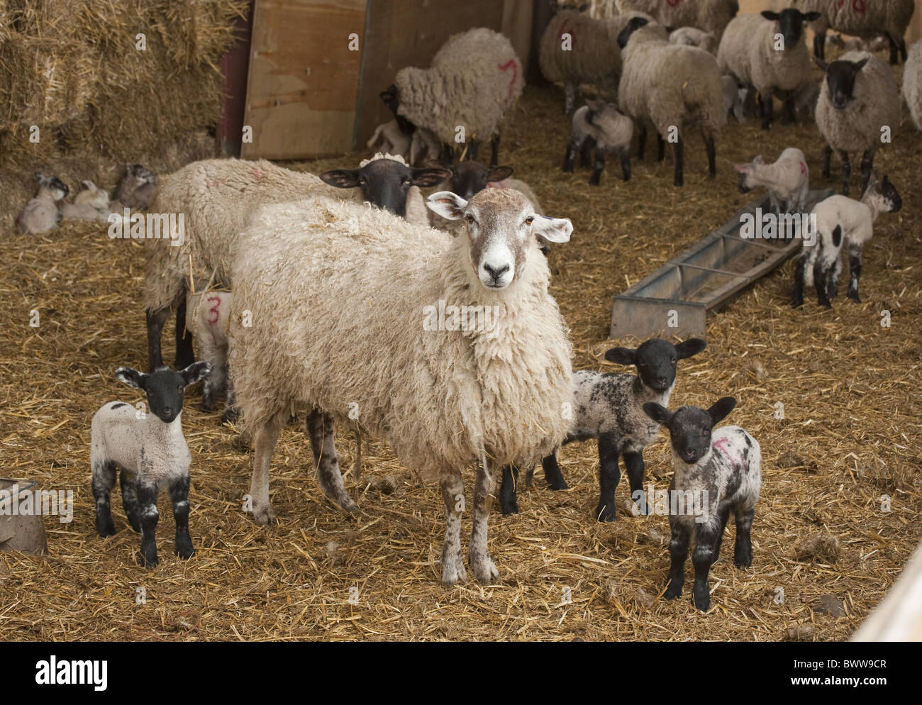 ewes lambing lambs sheep sheep domestic farm farms farming hoofed ...