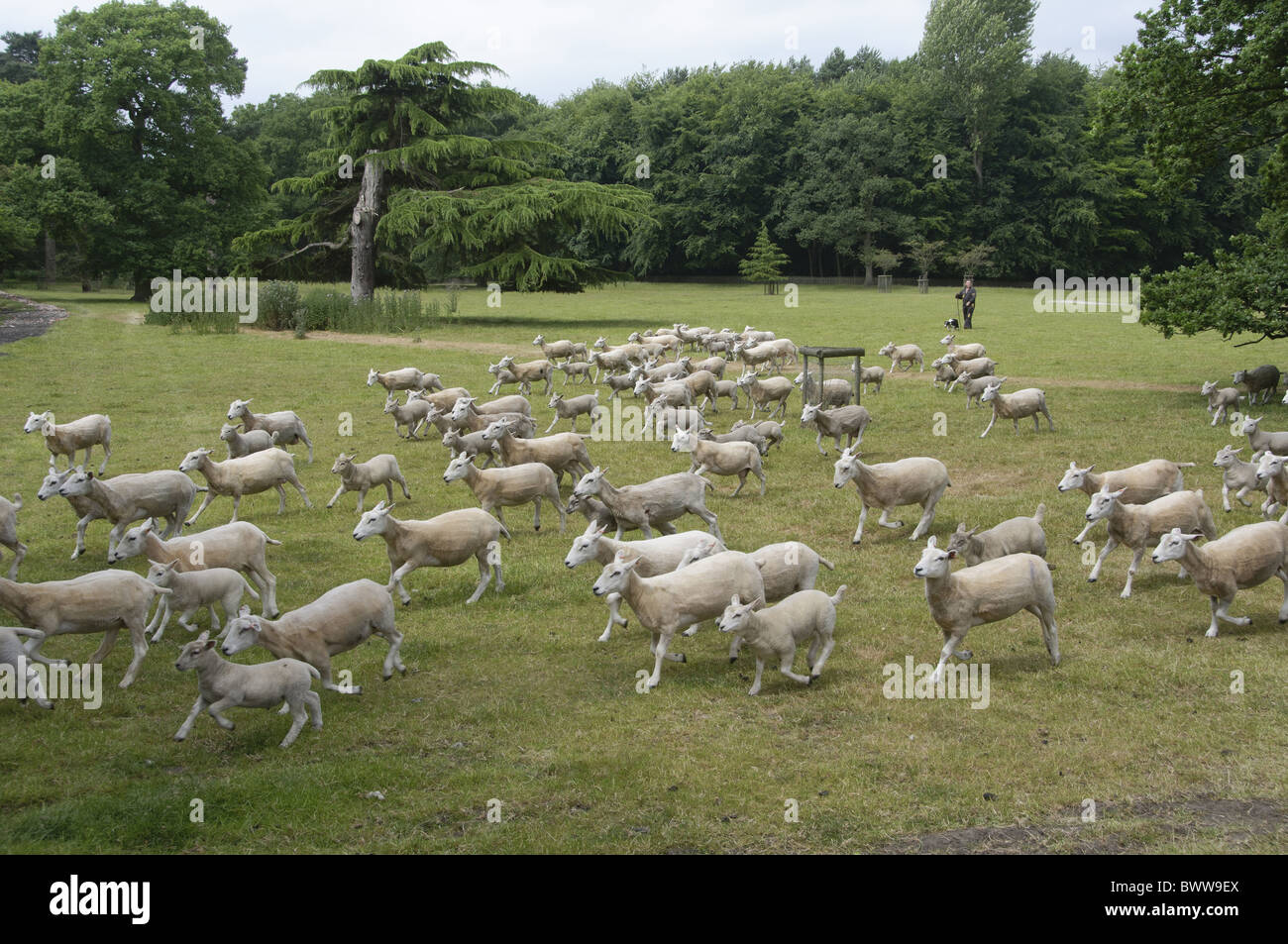 Lleyn ewes lambs sheep sheep domestic farm farms farming hoofed mammal ...