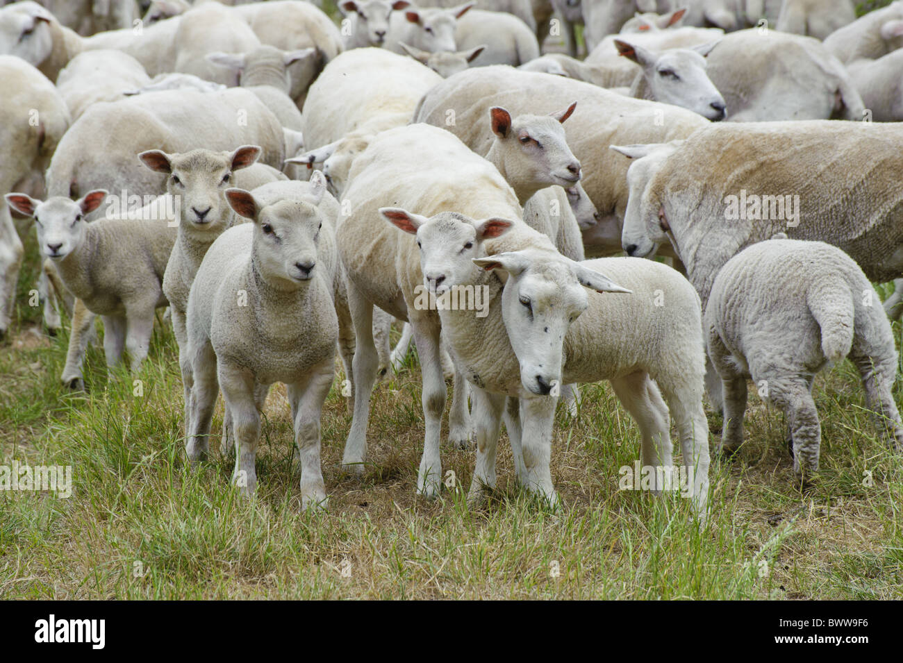 Lleyn ewes lambs sheep sheep domestic farm farms farming hoofed mammal ...