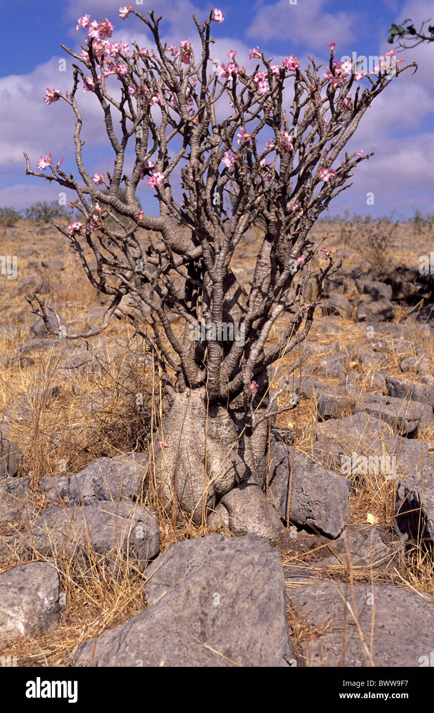 Oman desert flowers hi-res stock photography and images - Alamy