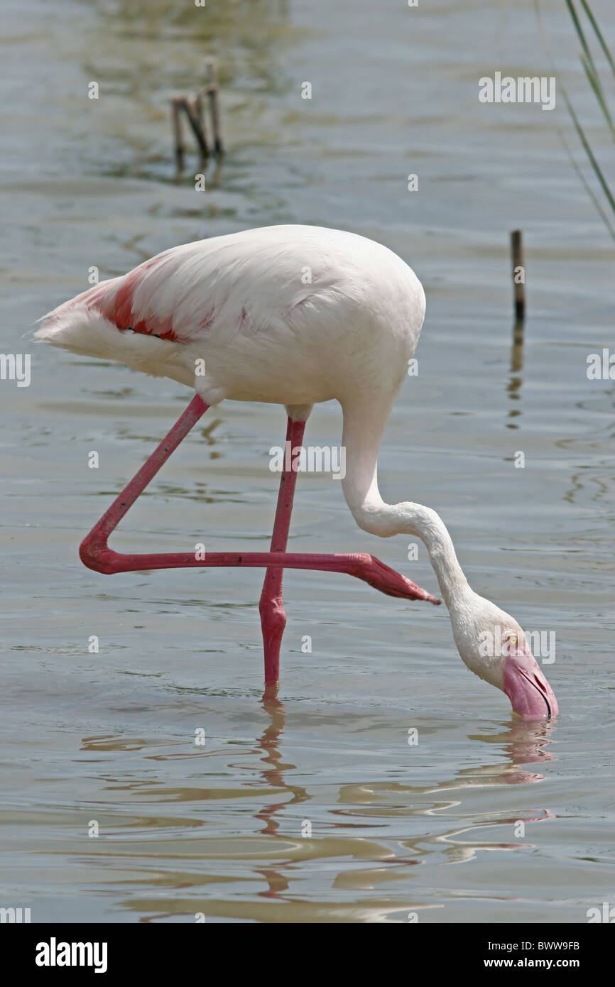 Greater Flamingo (Phoenicopterus ruber) adult, scratching neck, feeding ...