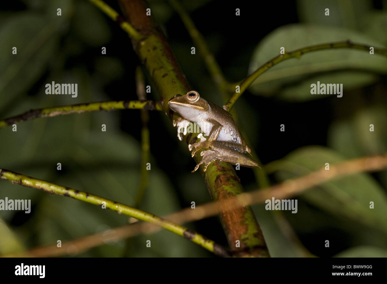 Madagascan tree frog Stock Photo - Alamy