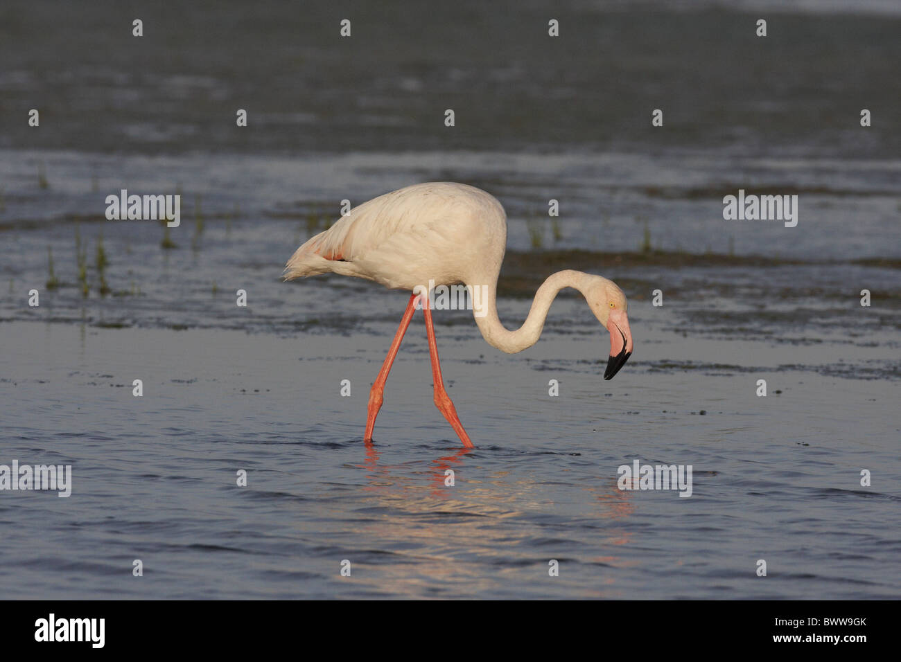 African saltpan flamingoes hi-res stock photography and images - Alamy