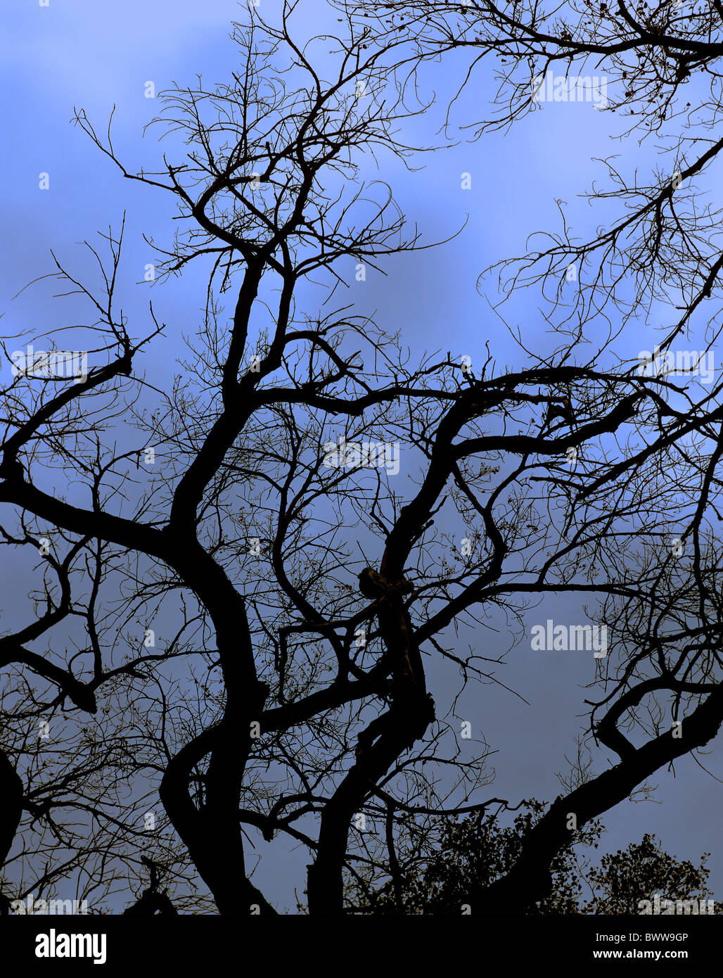 crooked tree branches Stock Photo - Alamy