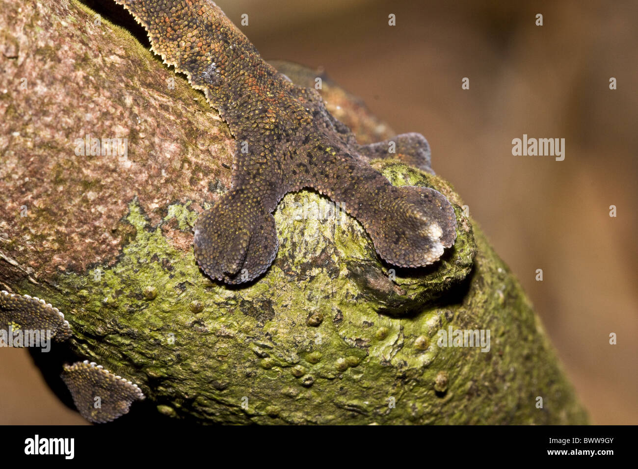 Leaf tailed gecko foot hi-res stock photography and images - Alamy