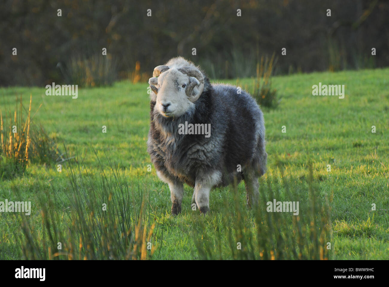 Herdwick ram tup sheep sheep domestic domesticated farm farms farming ...