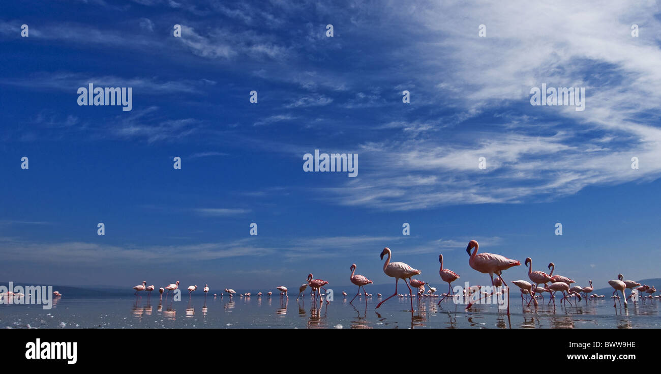 Lesser Flamingo (Phoenicopterus minor) adults, flock in soda lake ...