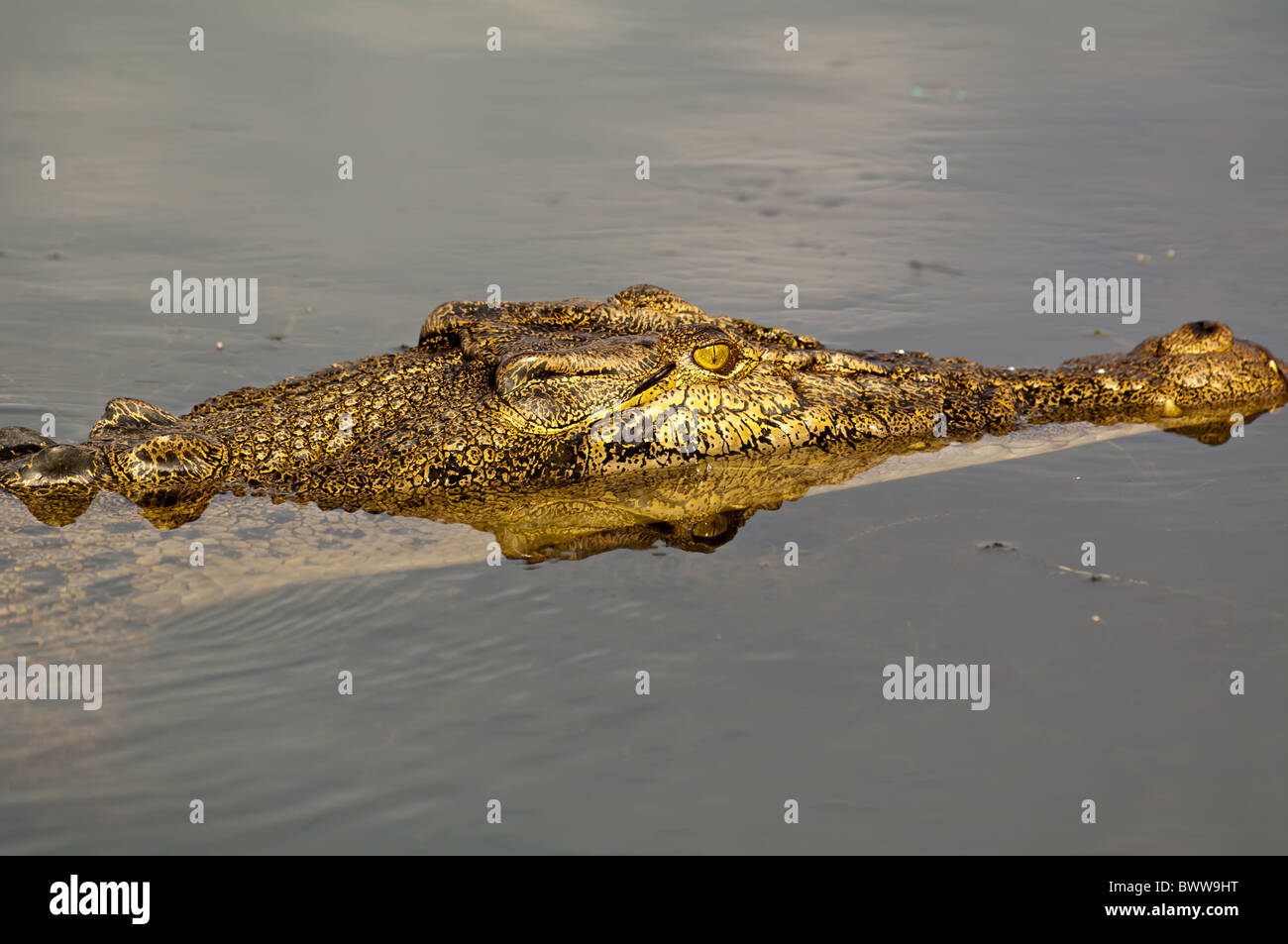 Indo pacific crocodile hi-res stock photography and images - Alamy