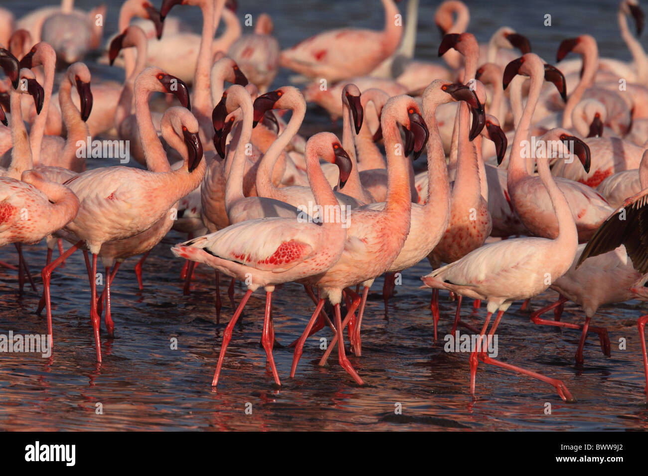Lesser Flamingo (Phoenicopterus minor) adults, flock in soda lake, Lake ...