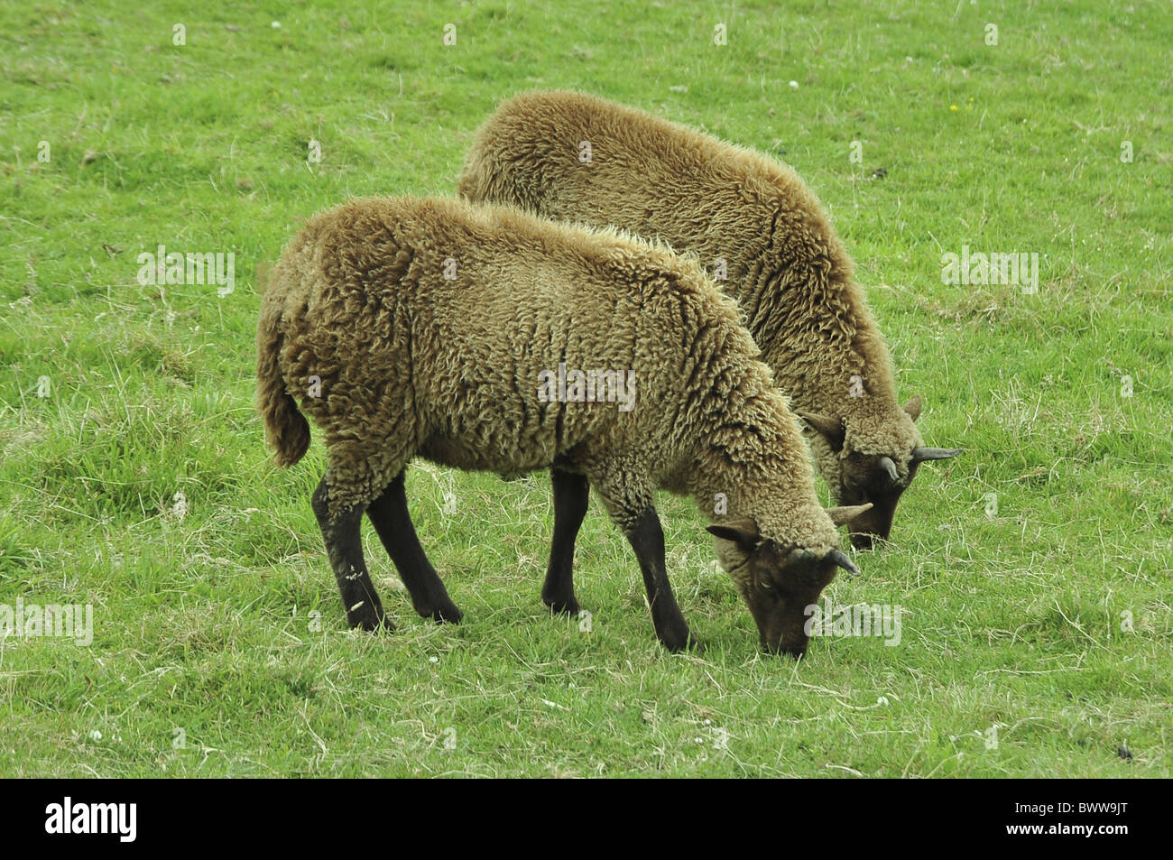 Isle of Man Manx Loaghtan sheep ewe sheep domestic domesticated farm ...