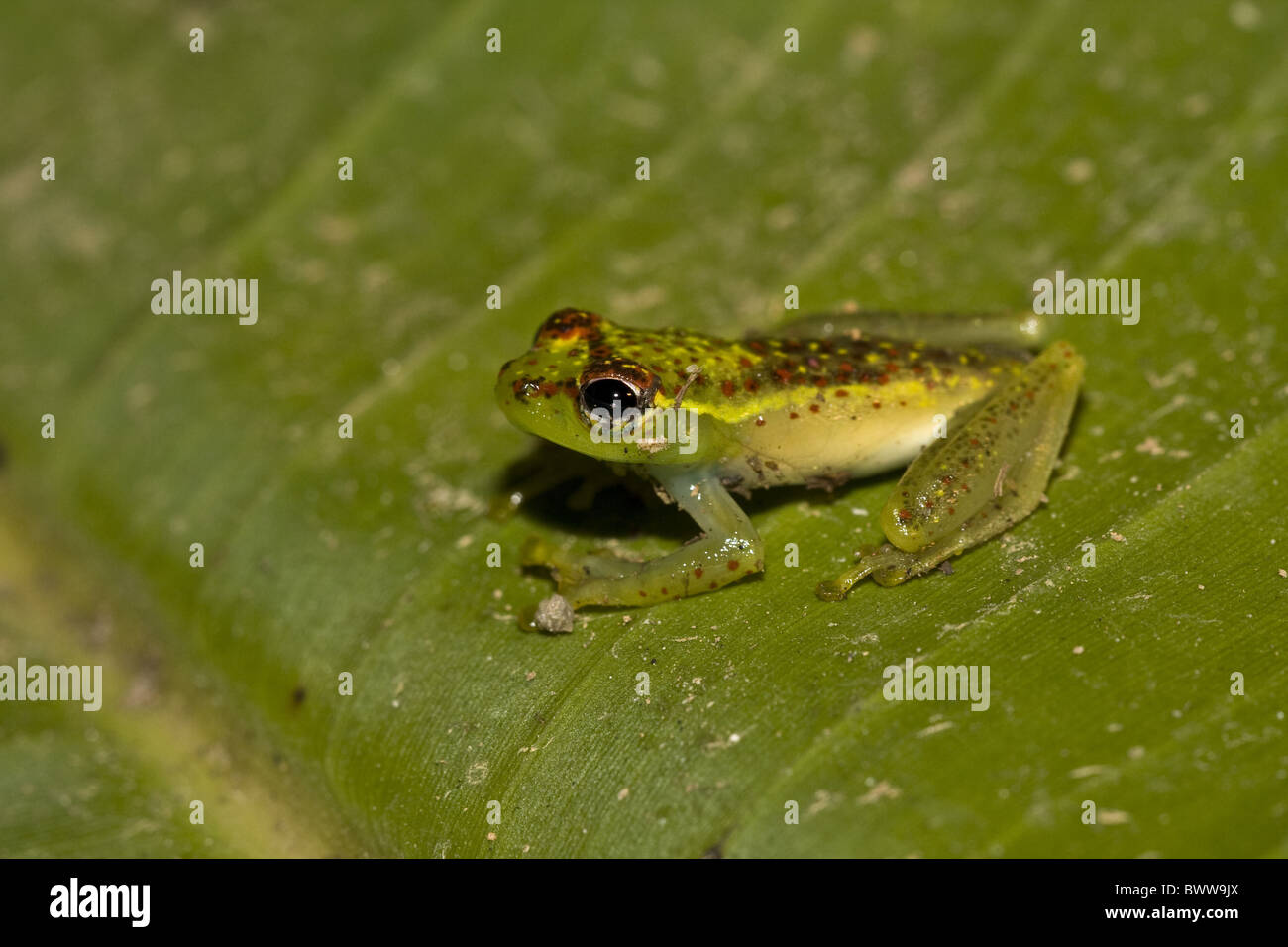 Malagasy tree Frog - Boophis bottae Stock Photo - Alamy