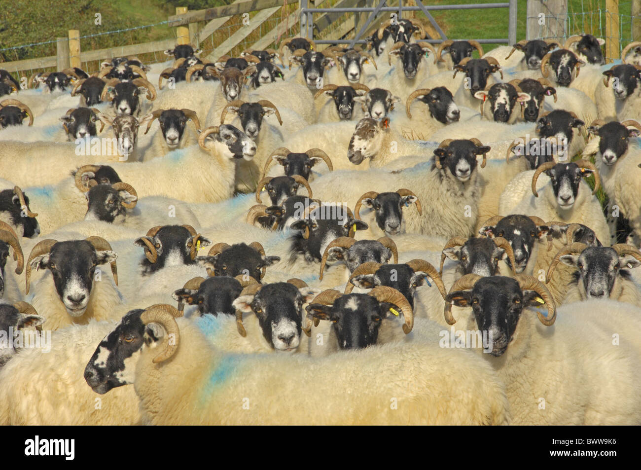 Scottish blackface ewes hi-res stock photography and images - Alamy