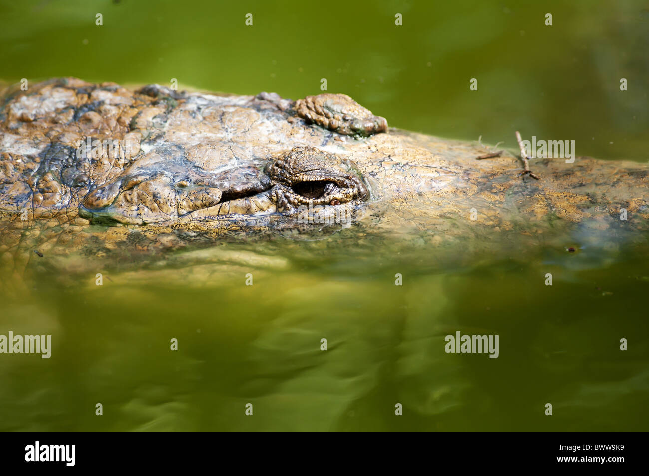 Indo pacific crocodile hi-res stock photography and images - Alamy