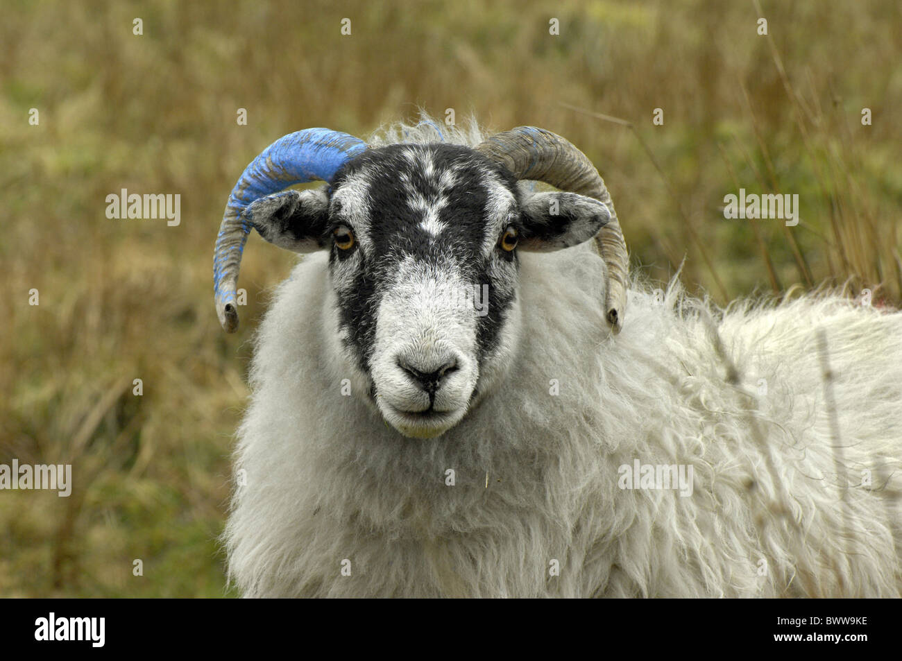 Isle of Man ewe sheep horn marked Scottish Blackface sheep domestic ...
