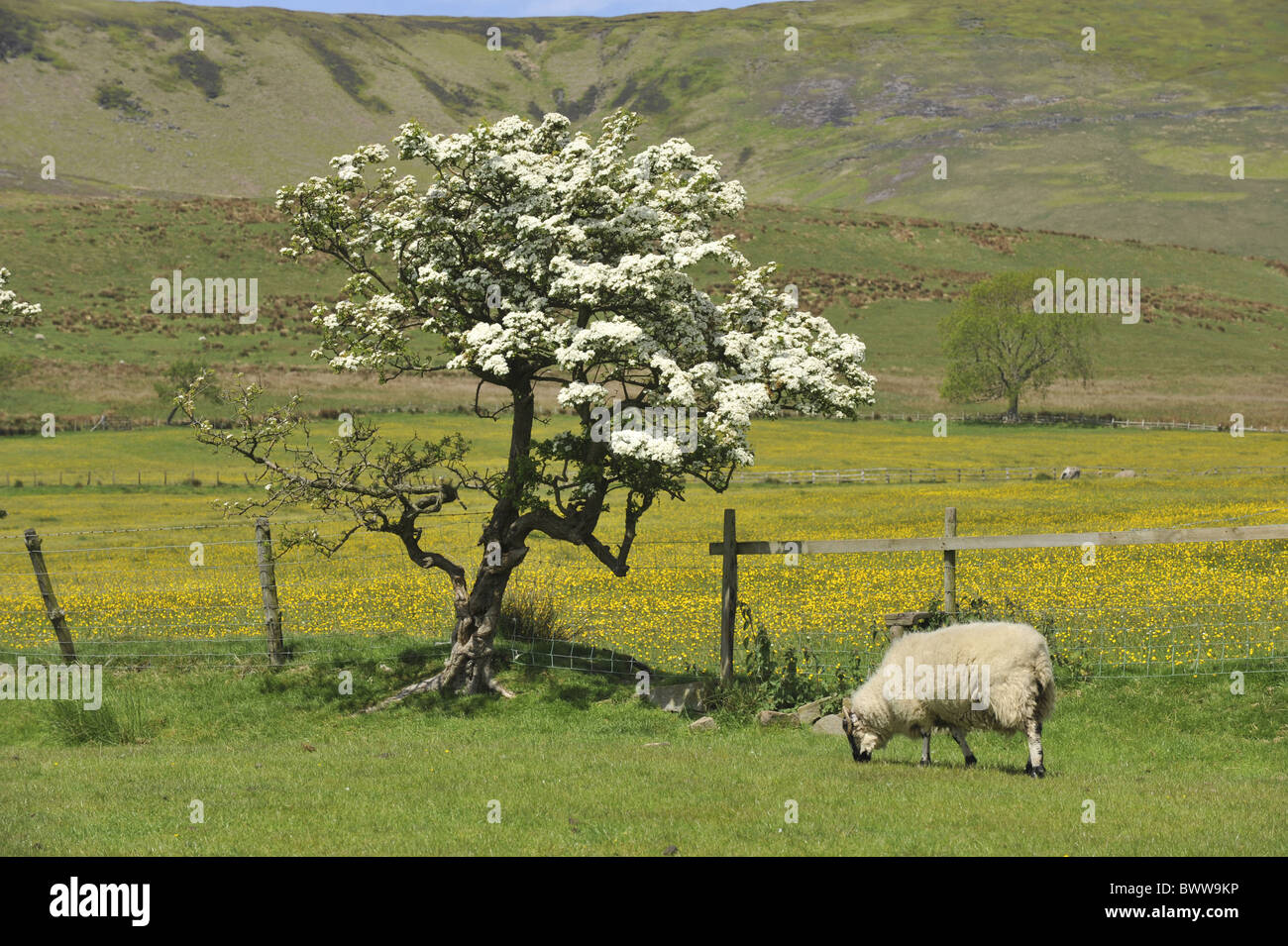 farmland sheep Lancashire Whitewell blossom Blackthorn sheep domestic ...