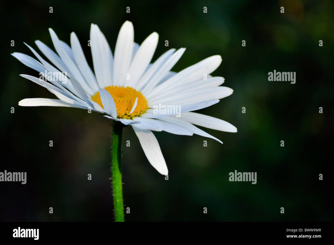 one single daisy white isolated on dark background Stock Photo - Alamy