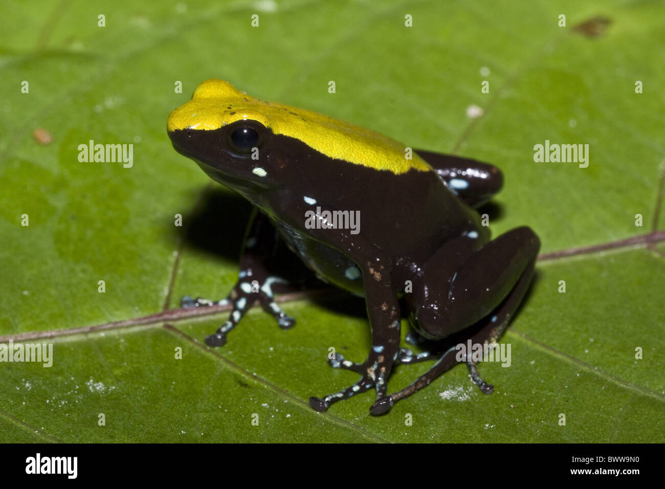Green mantella hi-res stock photography and images - Alamy