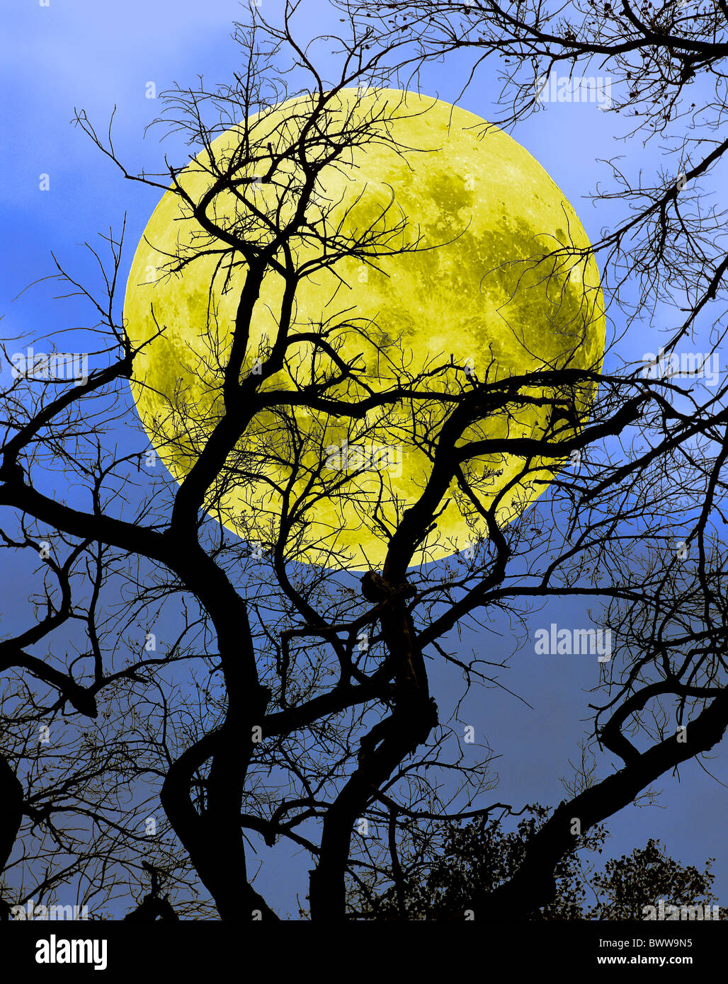Branches moon hi-res stock photography and images - Alamy