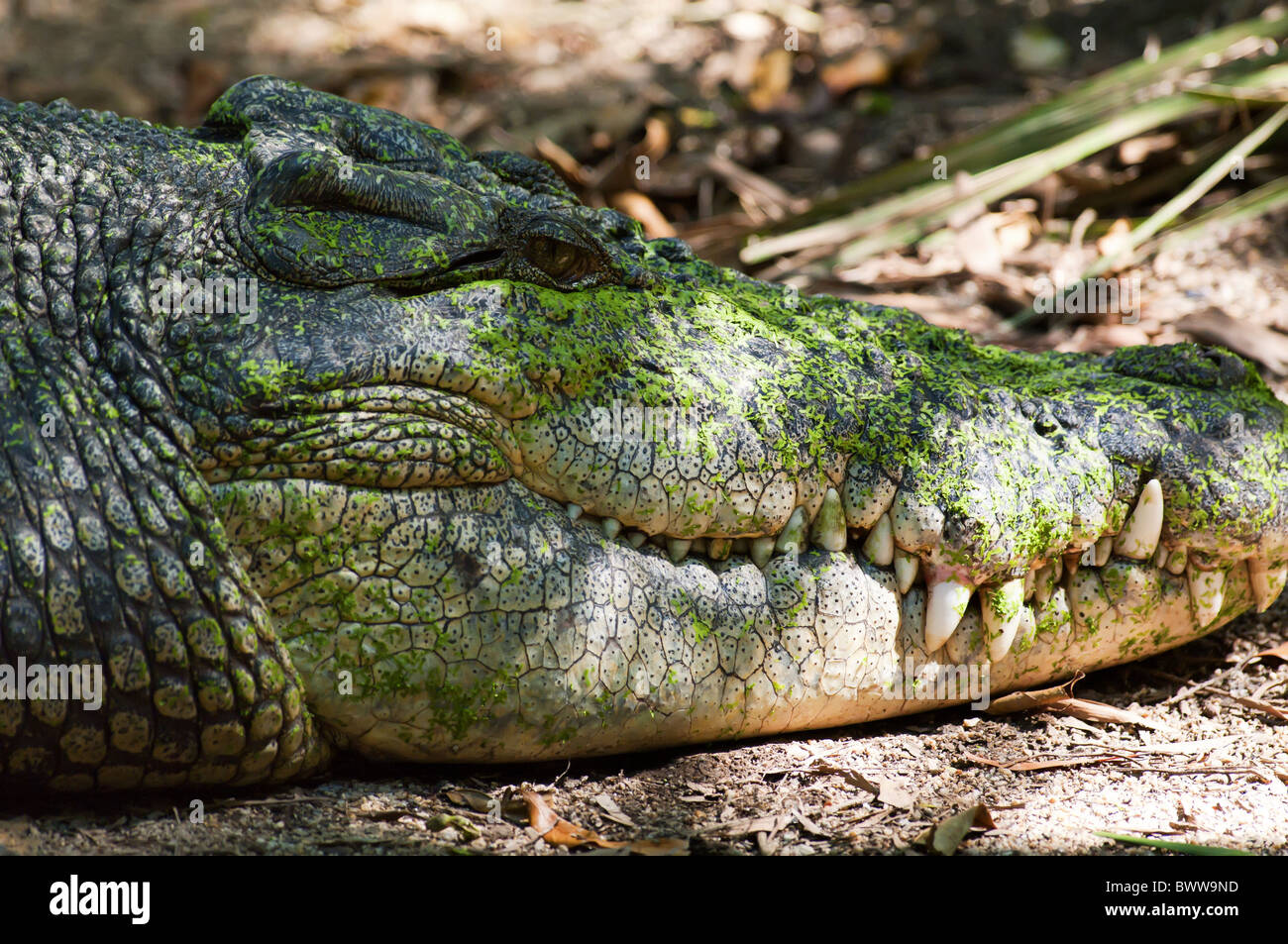 Subwater crocodile hi-res stock photography and images - Alamy