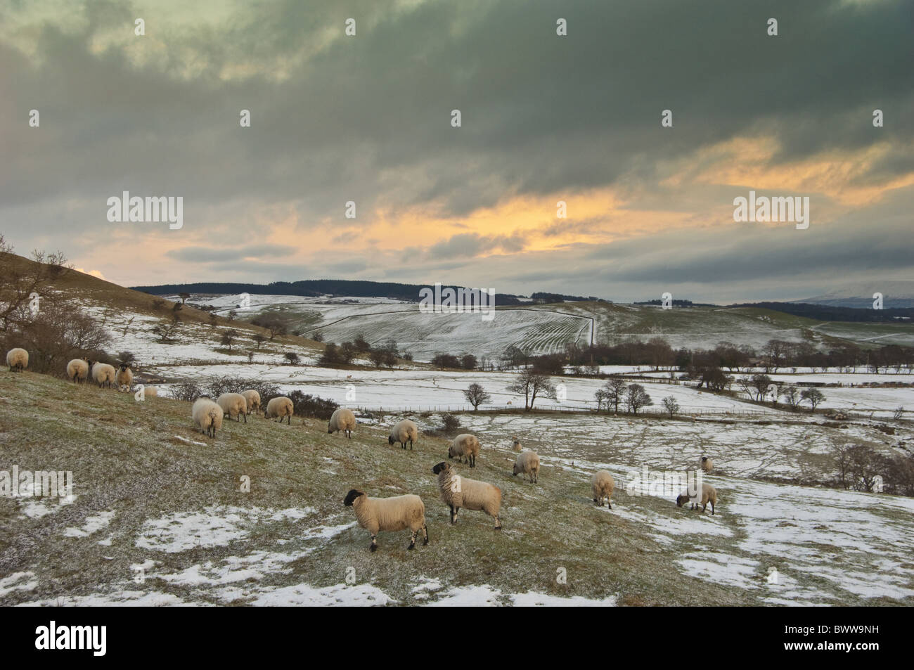 Lancashire Scottish Blackface Snow evening ewes ice sheep snowing ...