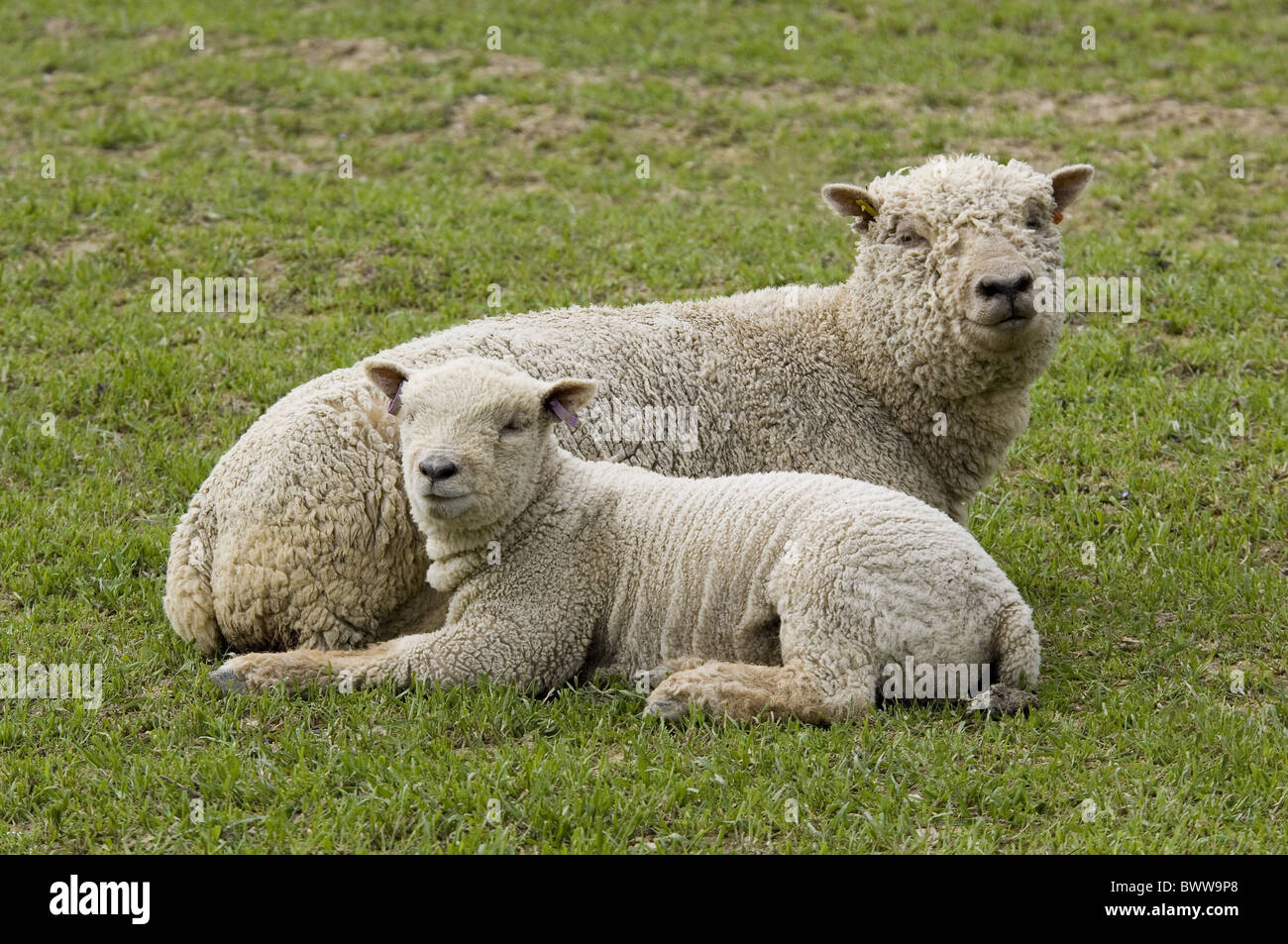 Southdown sheep hi-res stock photography and images - Alamy