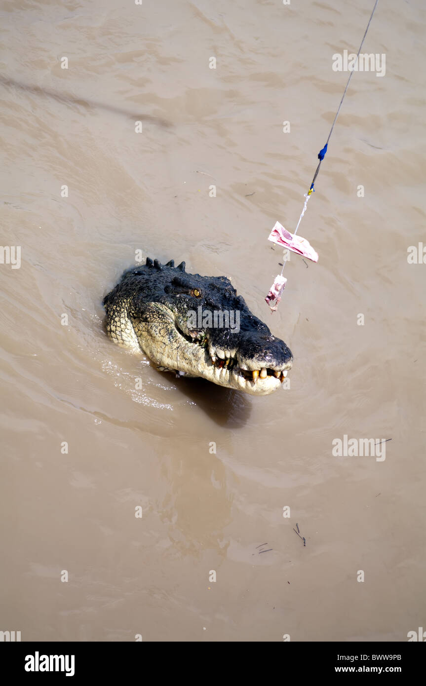 Saltwater crocodile fish hi-res stock photography and images - Alamy