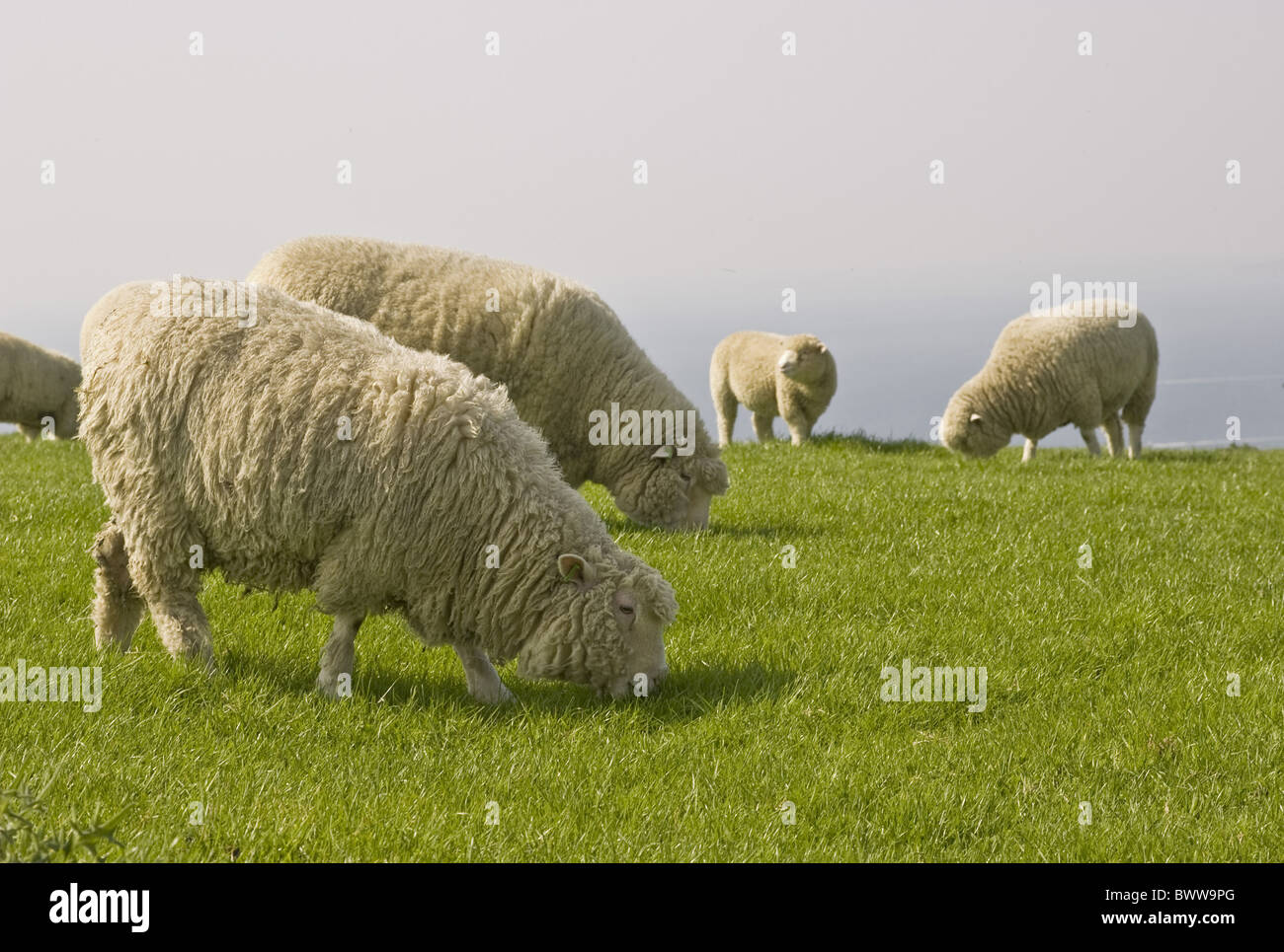 Agriculture Animal Animals England English Dorset Farm Farming Farms ...