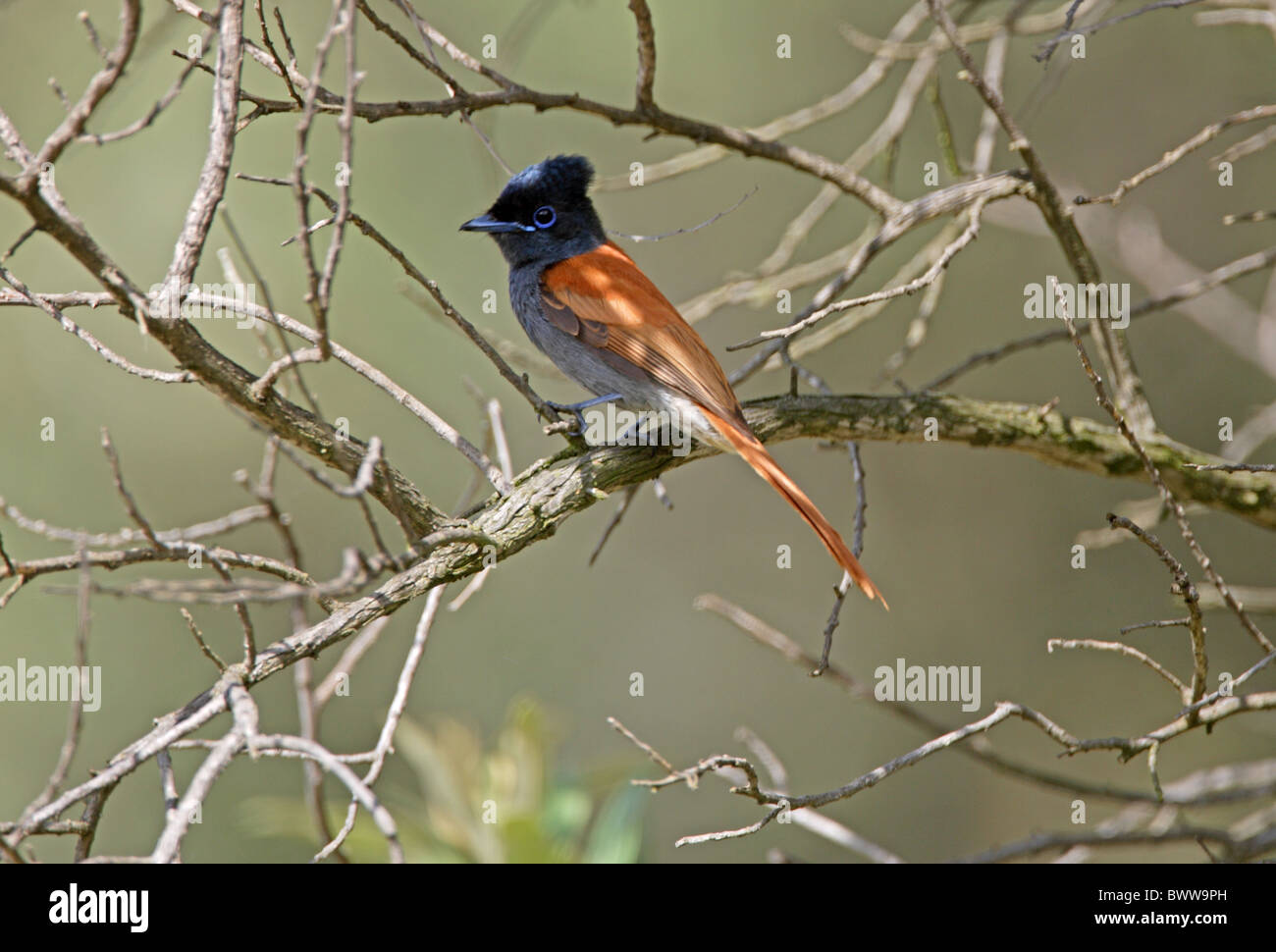 African paradise flycatchers hi-res stock photography and images - Alamy