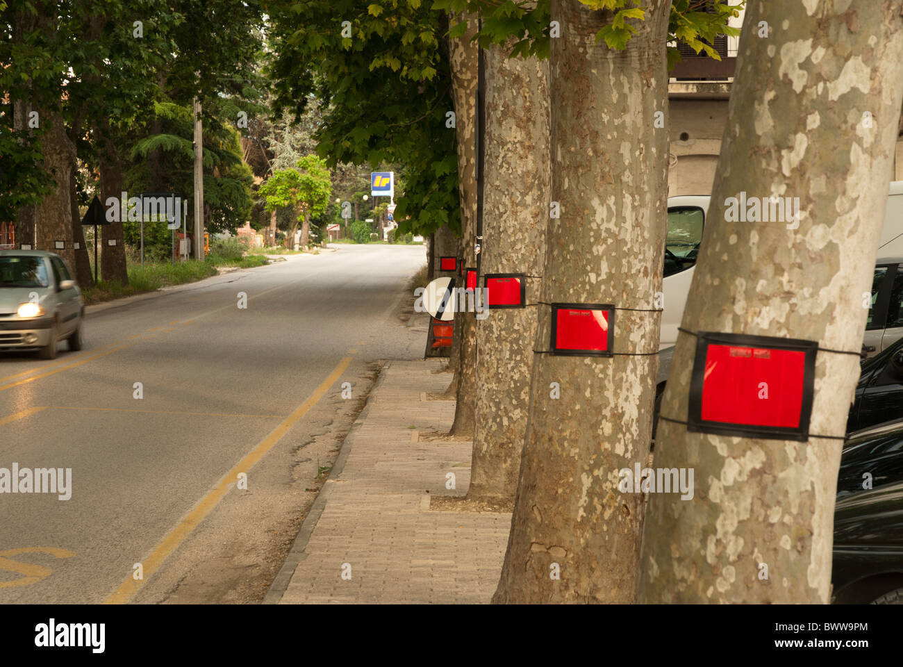 Traffic reflectors - red - on trees at side of road Stock Photo - Alamy