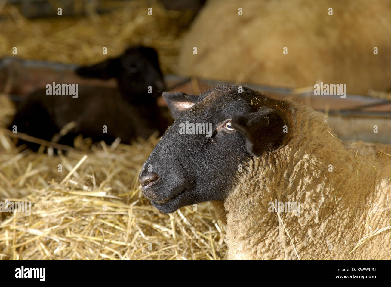 Suffolk ewe sheep domestic domesticated farm farms farming hoofed ...