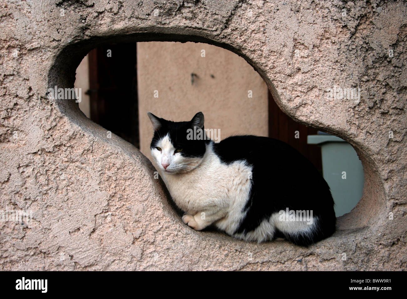 Cat in the Hole Stock Photo - Alamy