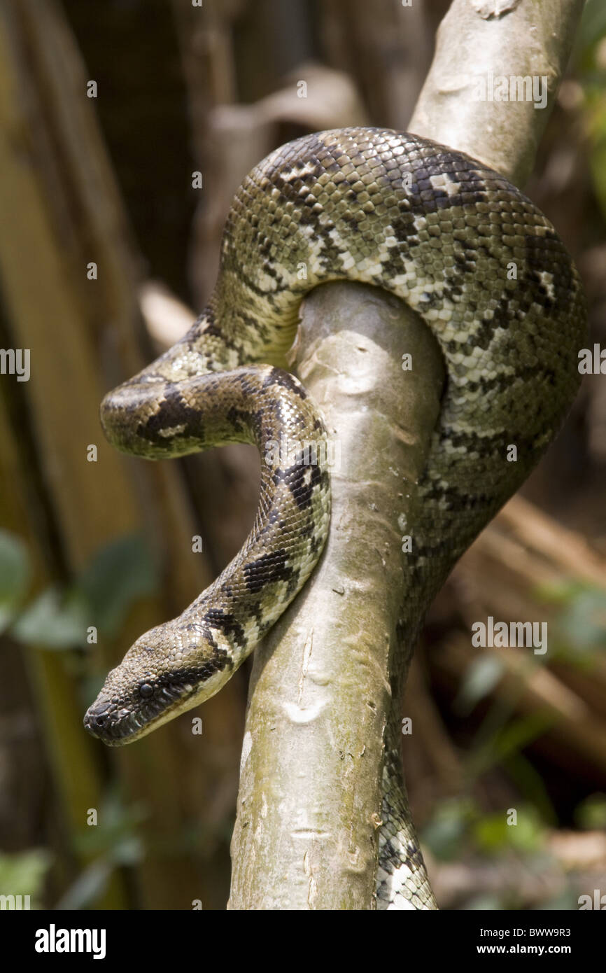 Madagascar Tree Boa Sanzania madagascariensis Stock Photo - Alamy