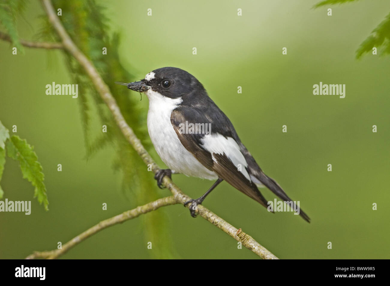 Pied Flycatcher (Ficedula hypoleuca) adult male, insects in beak ...