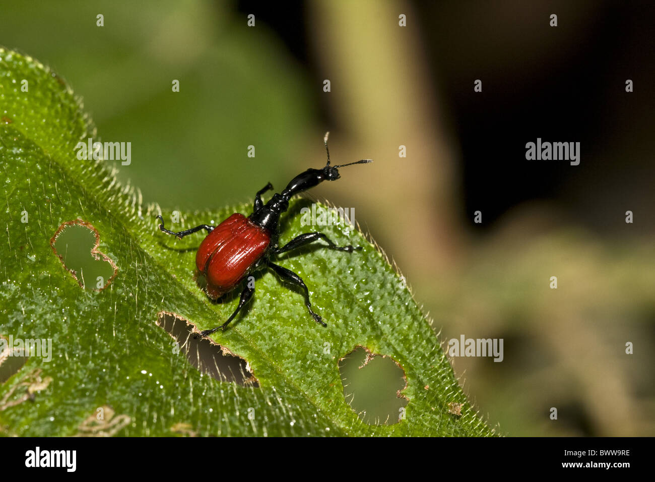 female giraffe necked weevil - Madagascar Stock Photo - Alamy