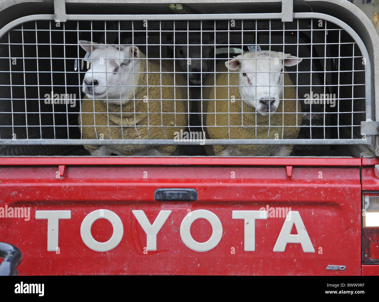 4x4 pick-up Rams Texel red car Toyota sheep domestic domesticated farm ...
