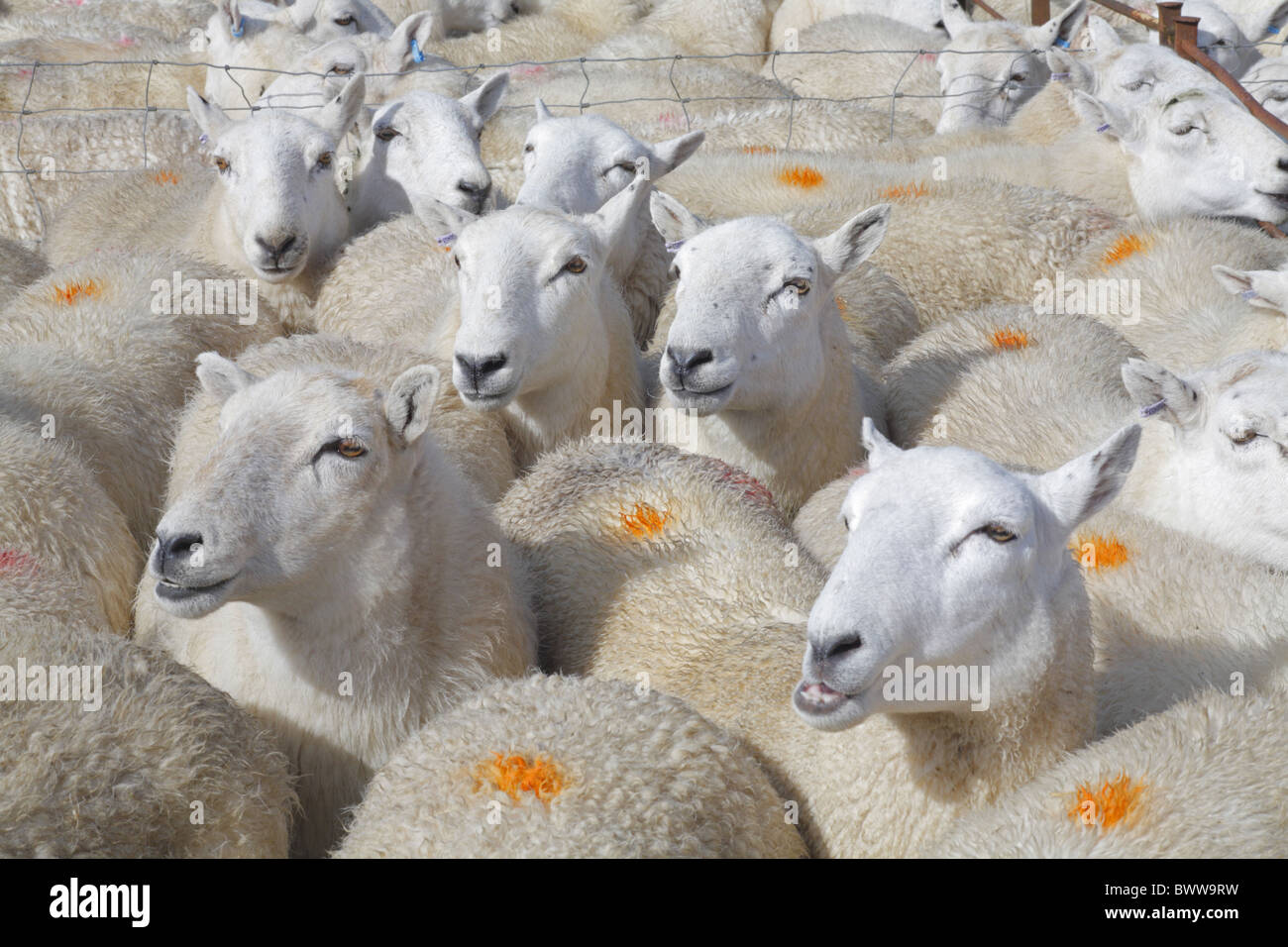 europe european countryside rural agriculture agricultural farm farming ...