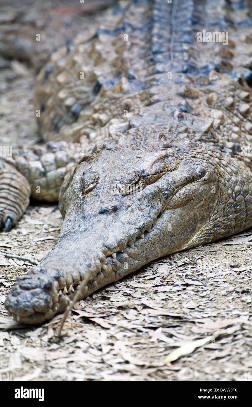 Krokodil kopf hi-res stock photography and images - Alamy