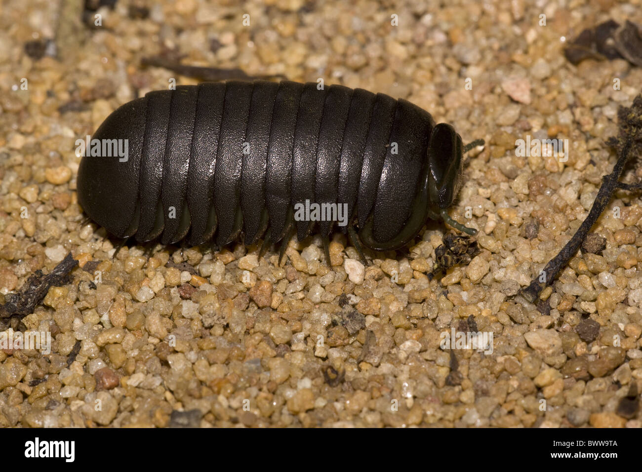 Spirobolida madagascar hi-res stock photography and images - Alamy