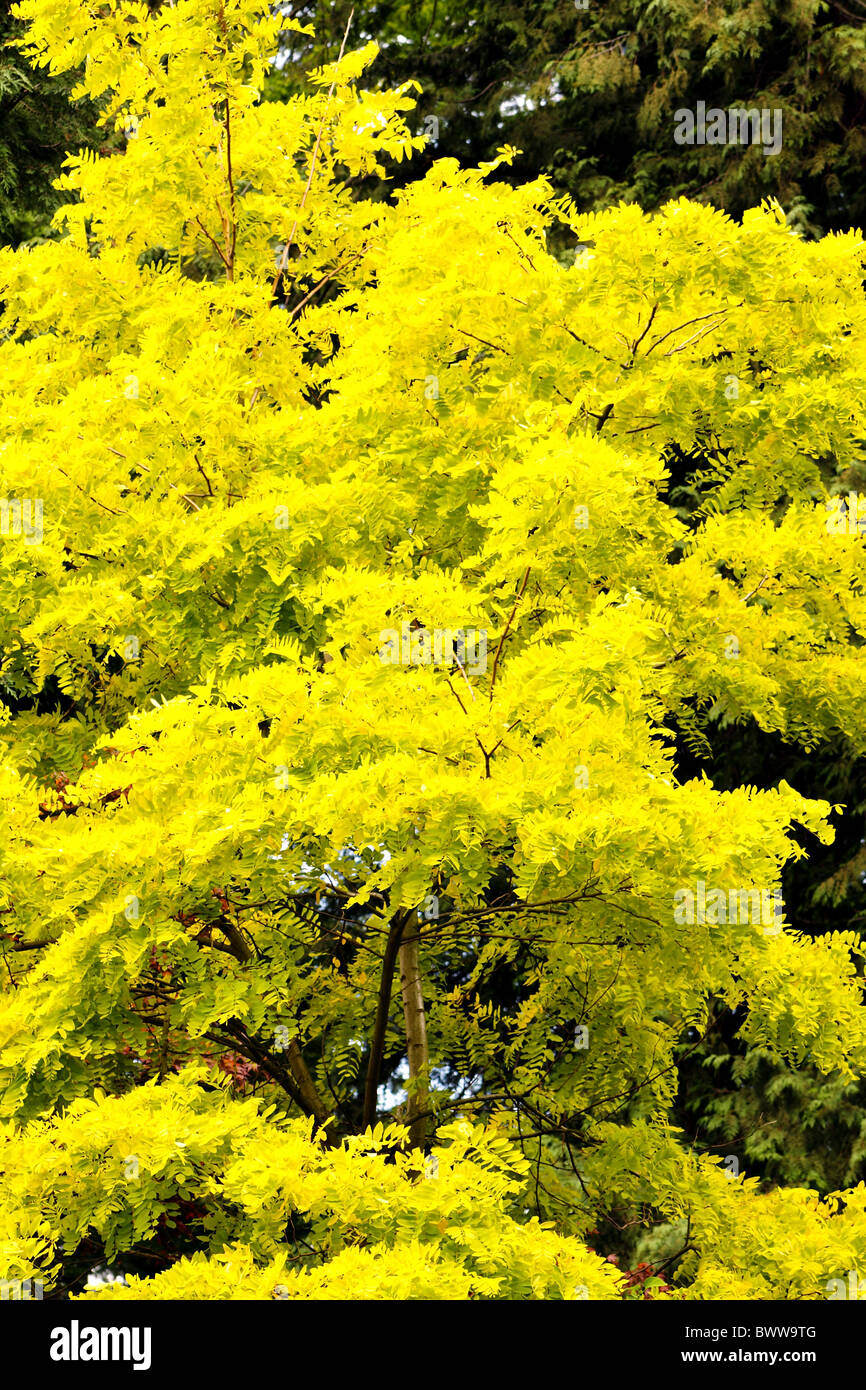yellow tree branches Stock Photo - Alamy