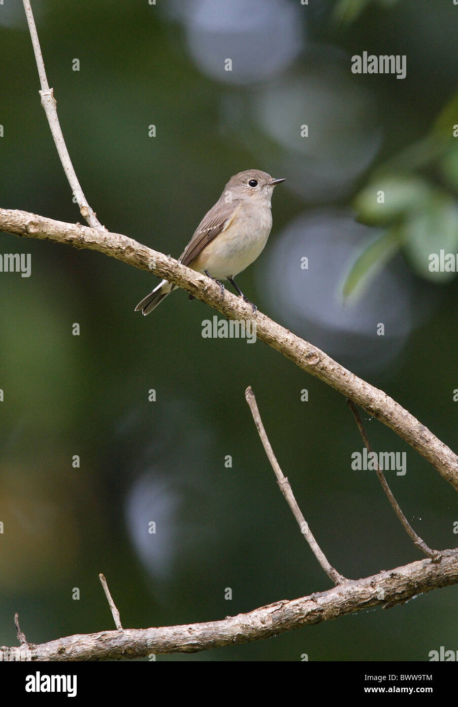 Red-breasted Flycatcher (Ficedula parva albicilla) first winter plumage ...