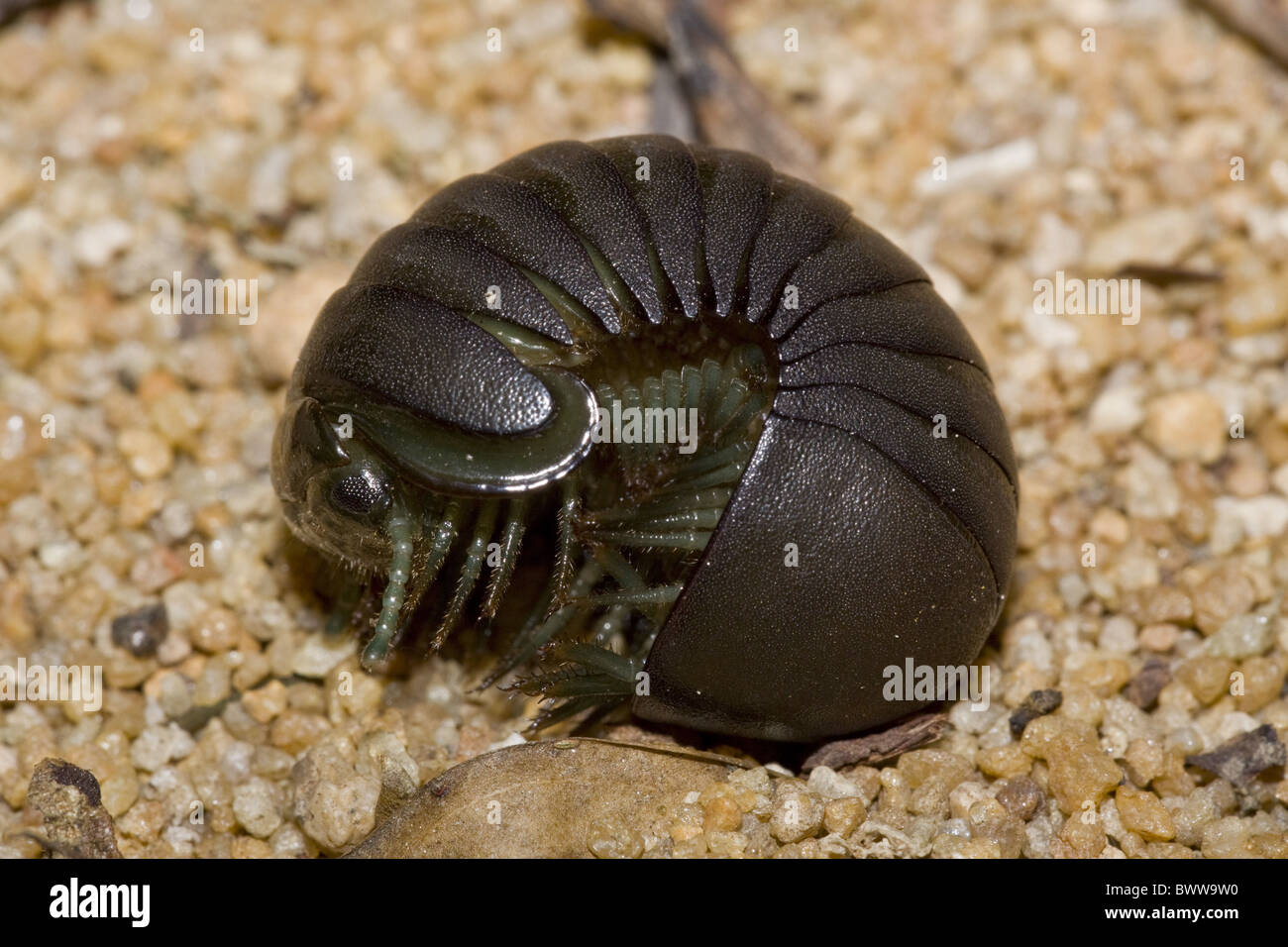 black pill millipede - spirobolida, madagascar Stock Photo - Alamy