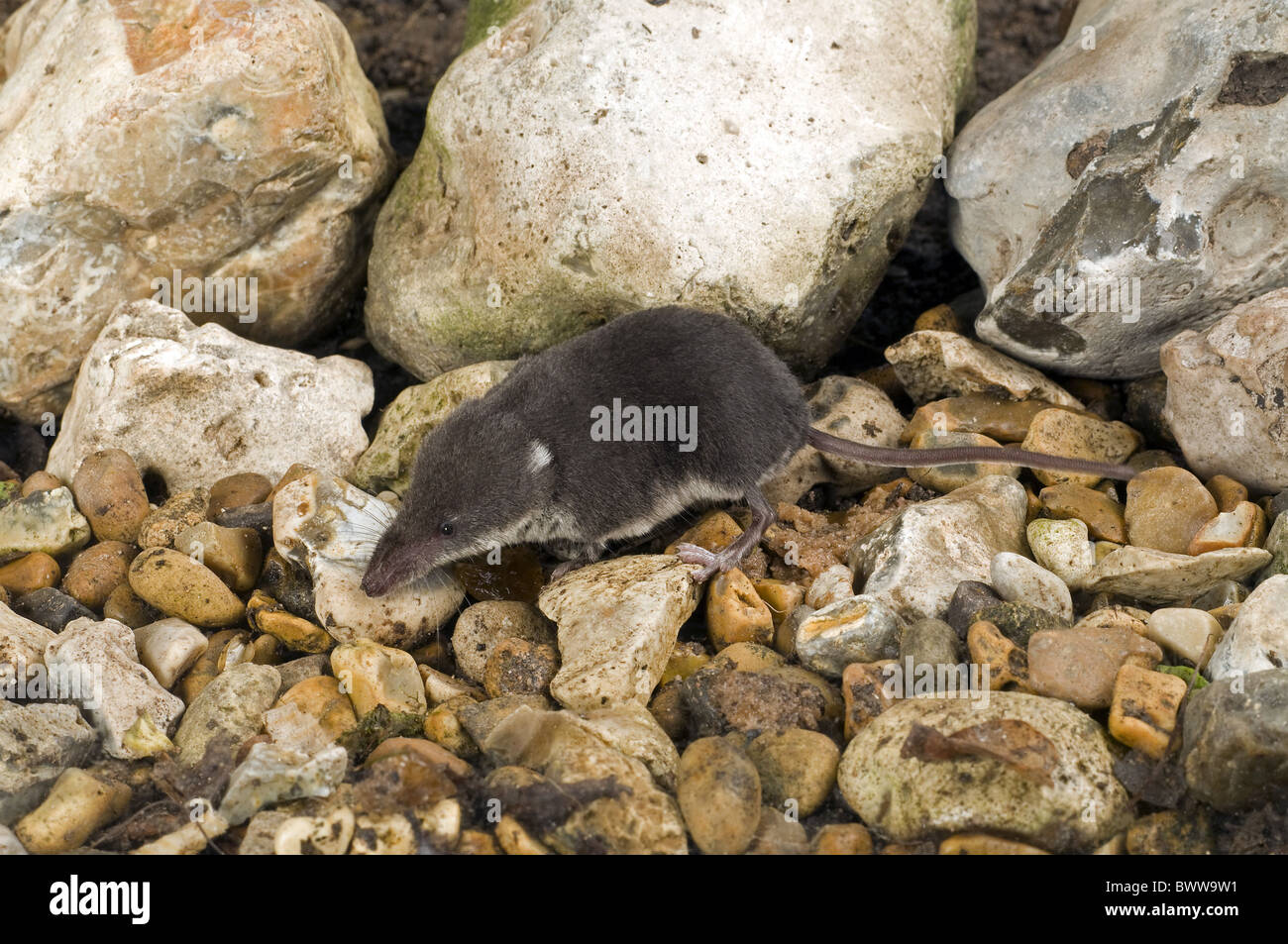 Eurasian Water Shrew Neomys fodiens adult Stock Photo - Alamy