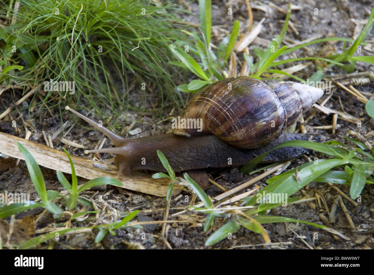 african giant snail - Madagascar Stock Photo - Alamy